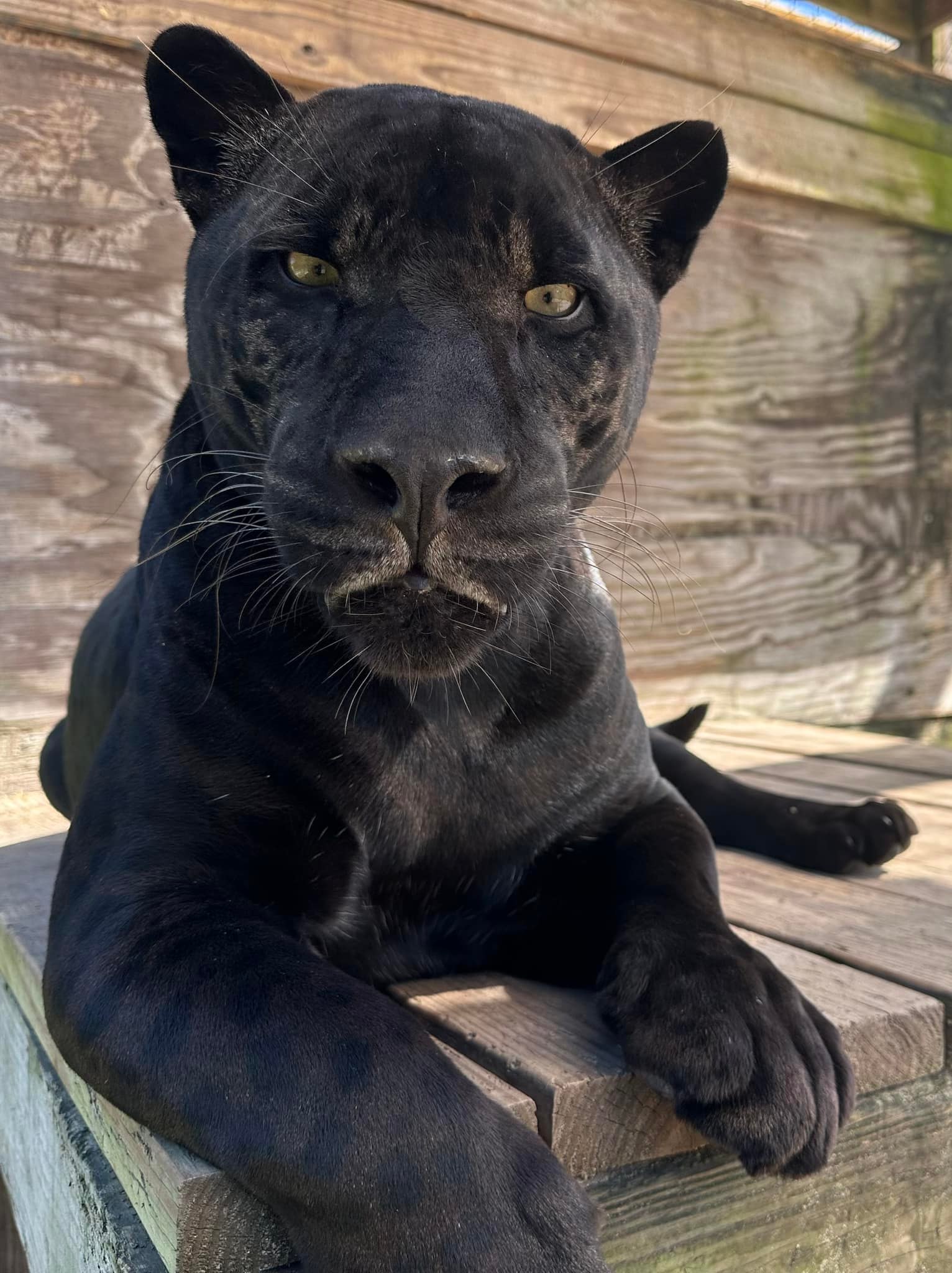Safari Sammie Safari Sammie Added A New Photo