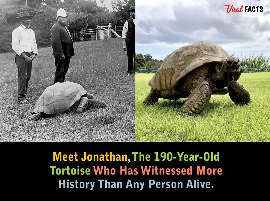 Viral - Meet Jonathan, a giant tortoise believed to be the oldest ...