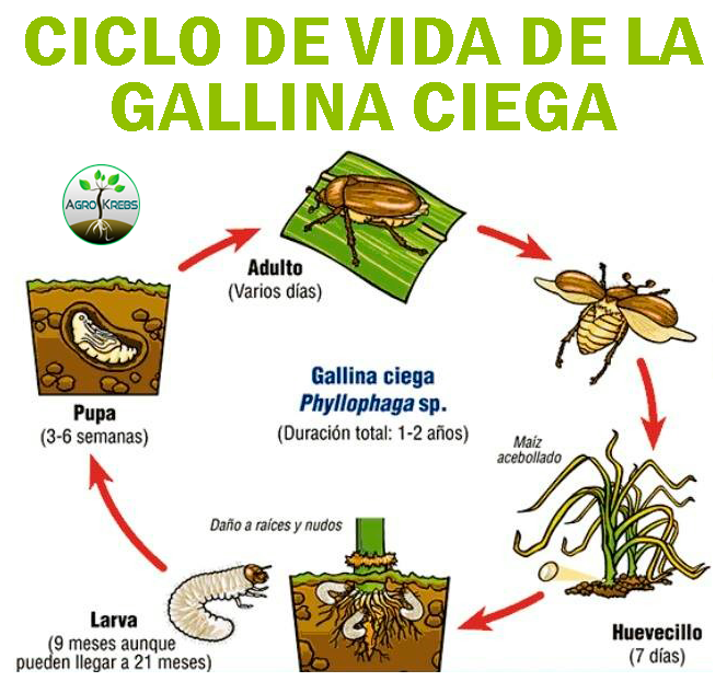 Agro Krebs - CICLO DE VIDA DE LA GALLINA CIEGA Si te...