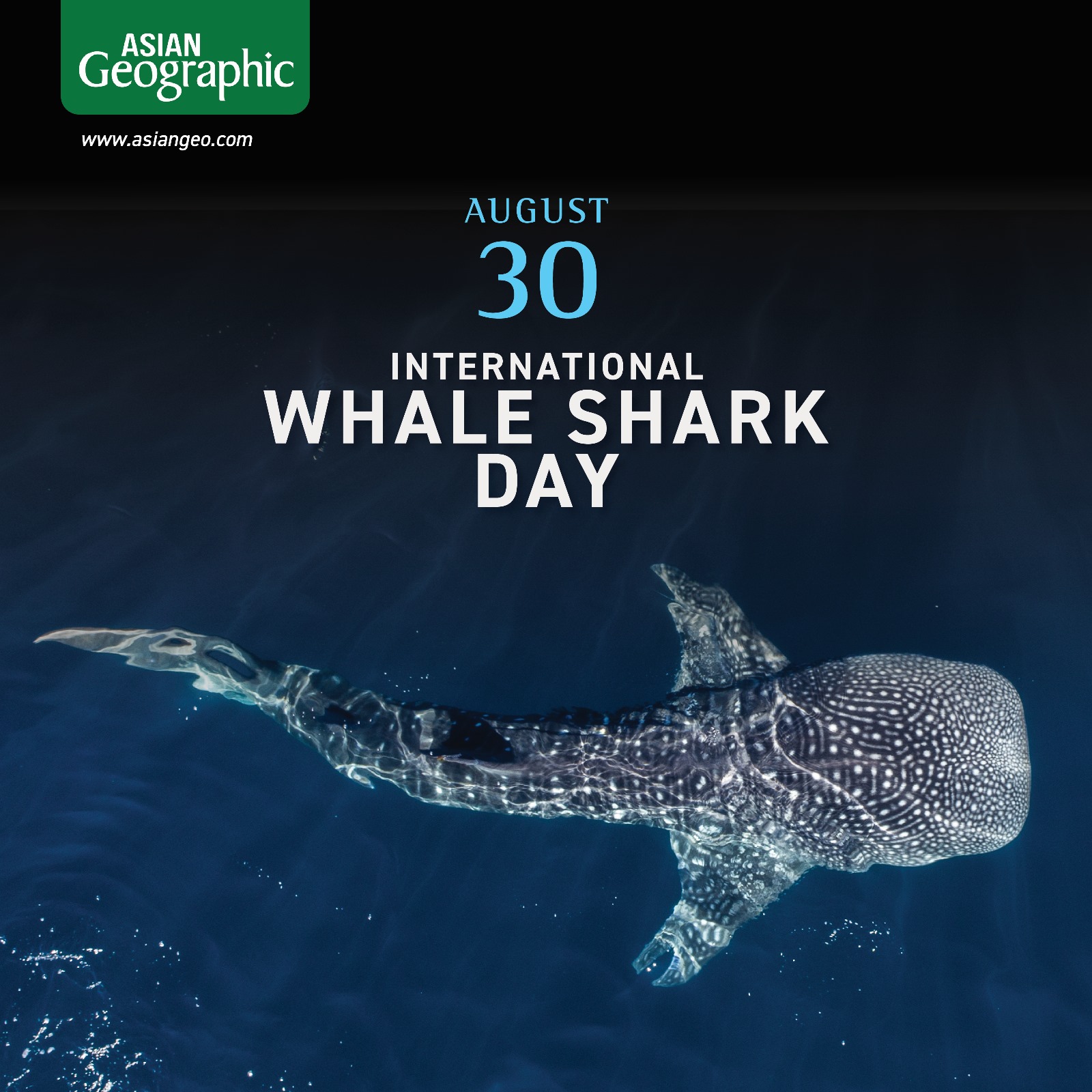 International Whale Shark Day! Today... - Asian Geographic