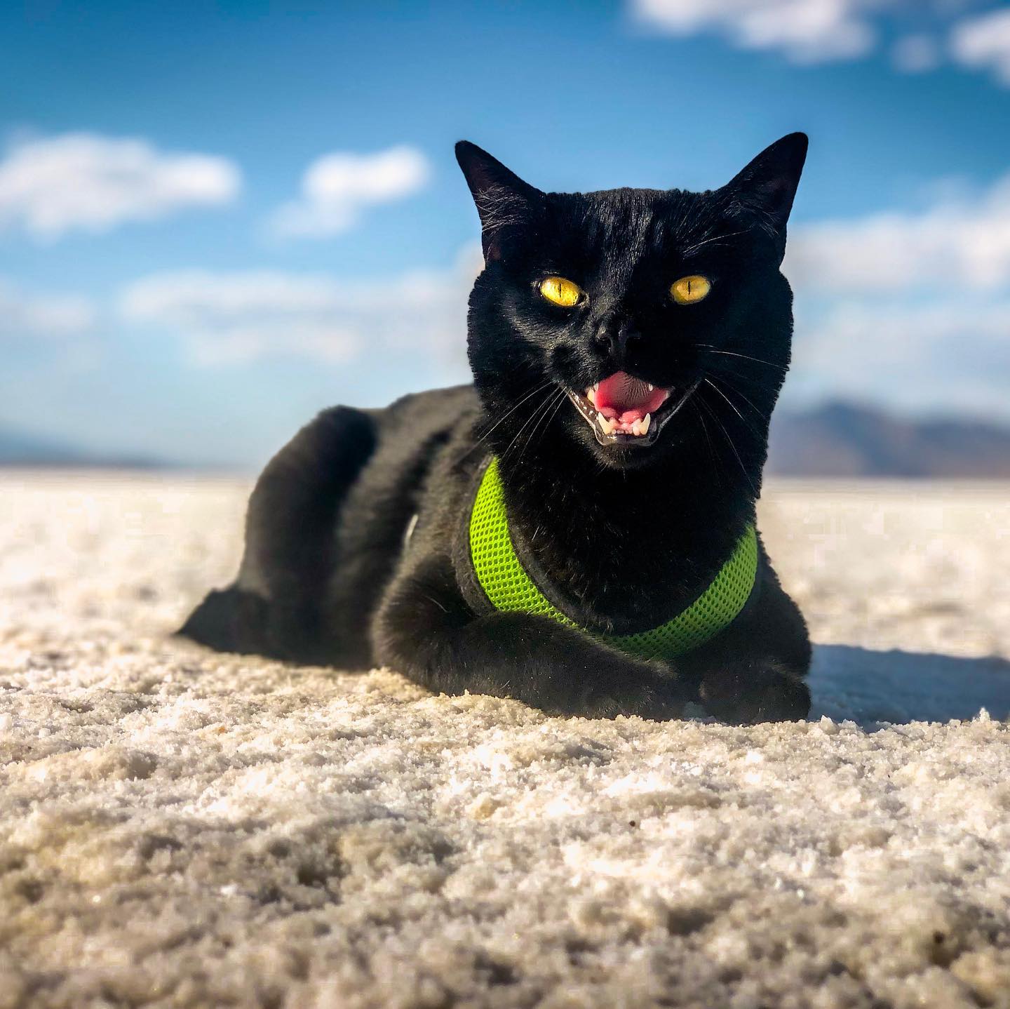 Simon The Backpacking Kitty Meow This Is My Spicy Cat Face Ssssss Its Hot Out Here Facebook