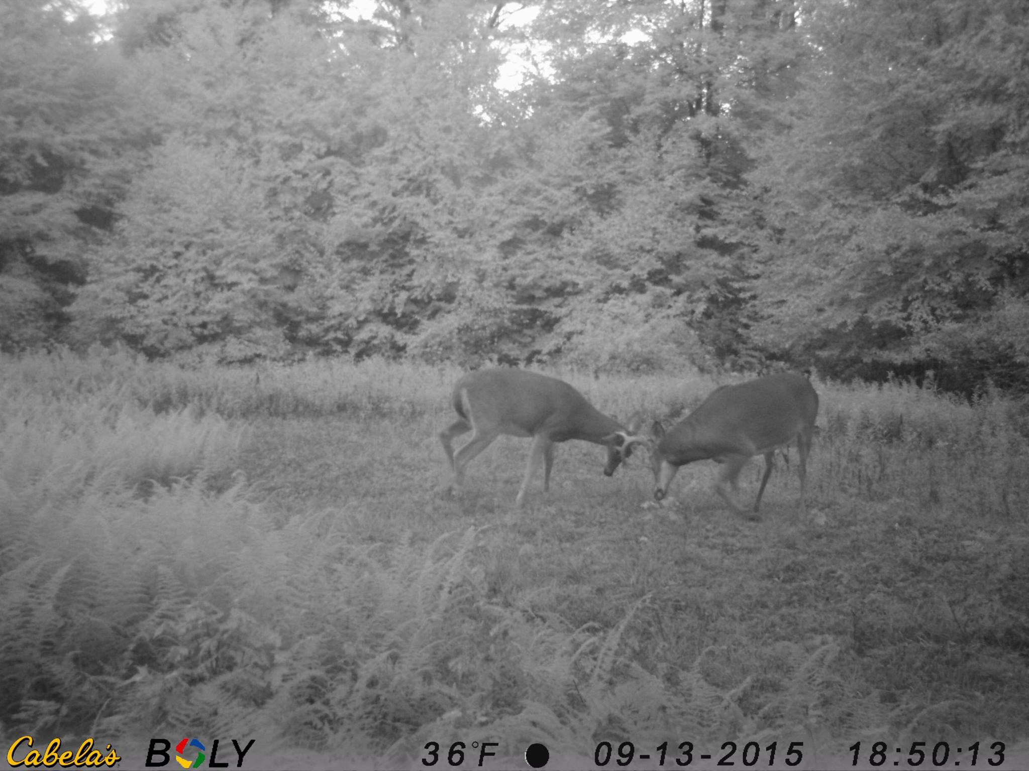 Dmap Unit 1996 Kinzua Quality Deer Cooperative Facebook