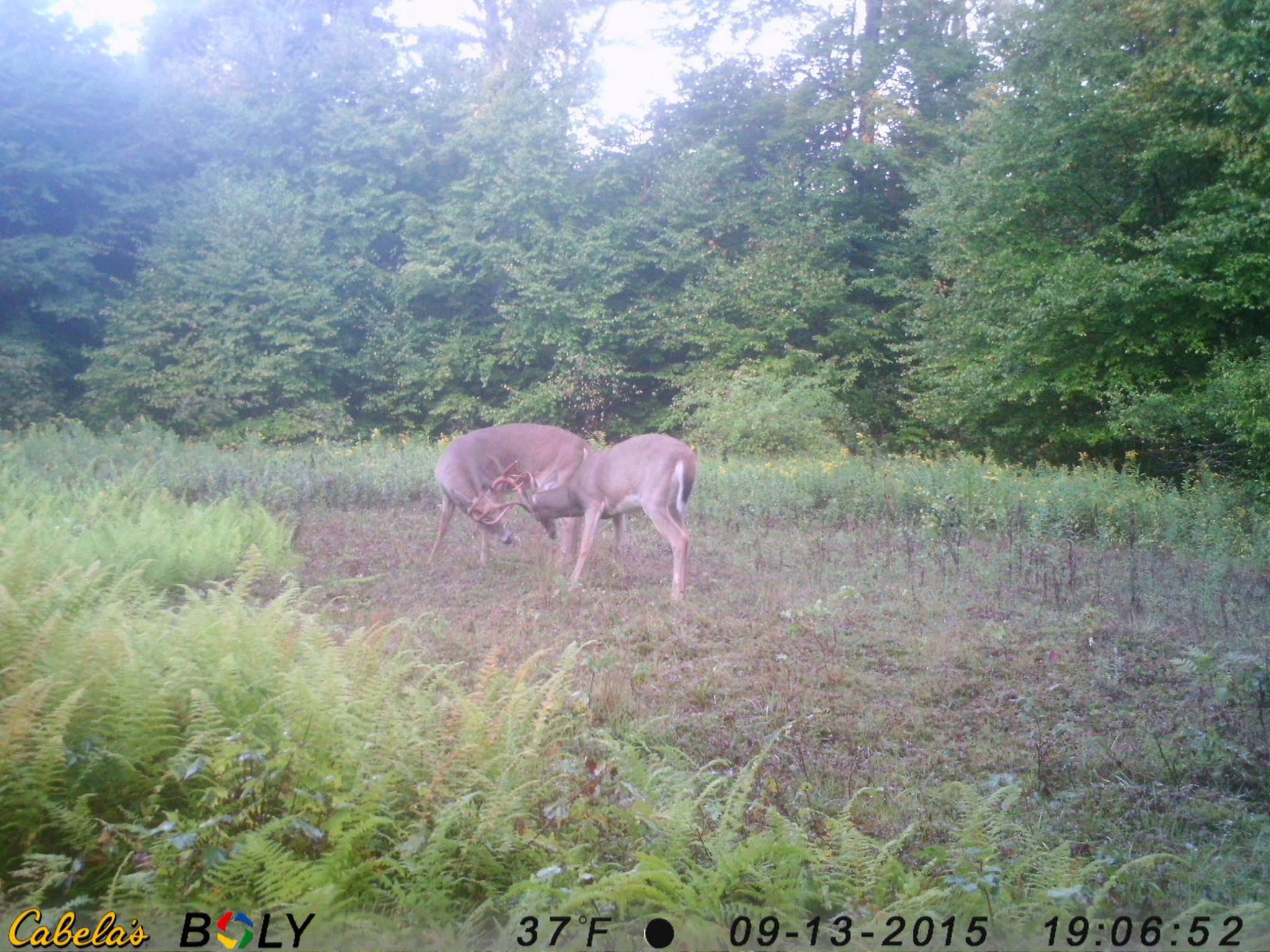 Dmap Unit 1996 Kinzua Quality Deer Cooperative Facebook