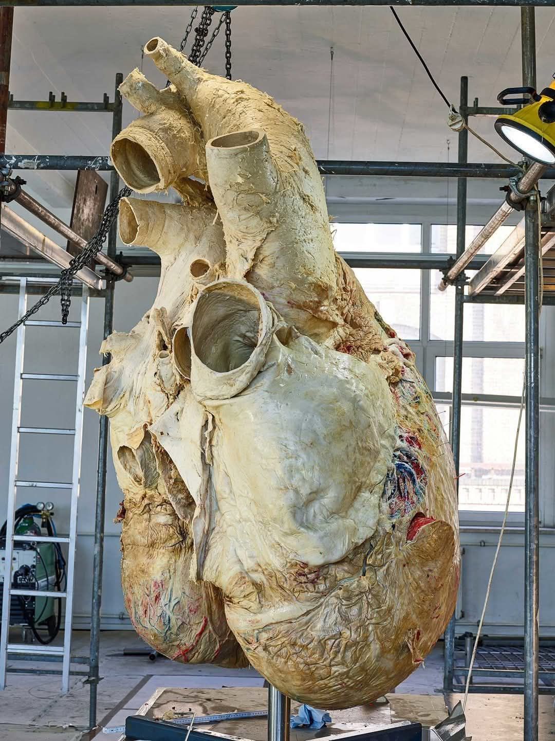 National Geographic | The blue whale's heart is truly a marvel of nature