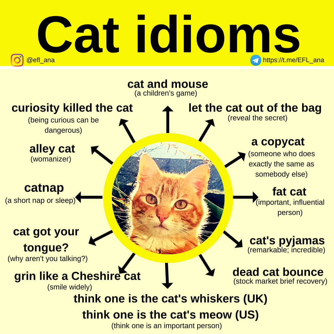 Ana - 🔹Today's idioms post contains expressions about cats in English ...