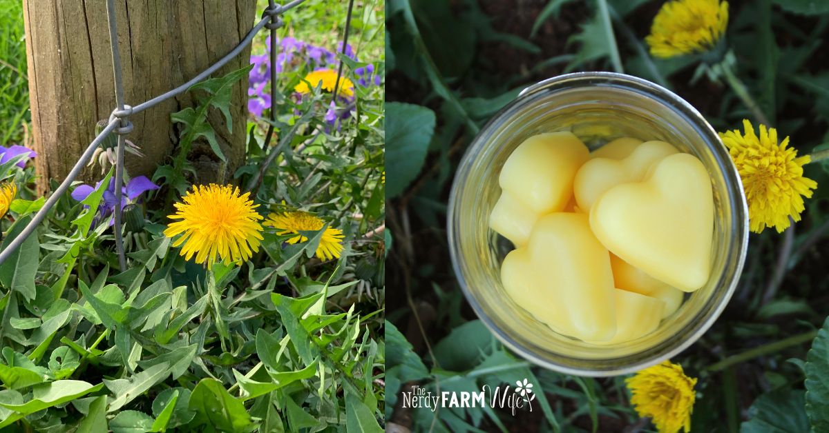 💛💚 Dandelion Lotion Bars Are One Of The Nerdy Farm Wife