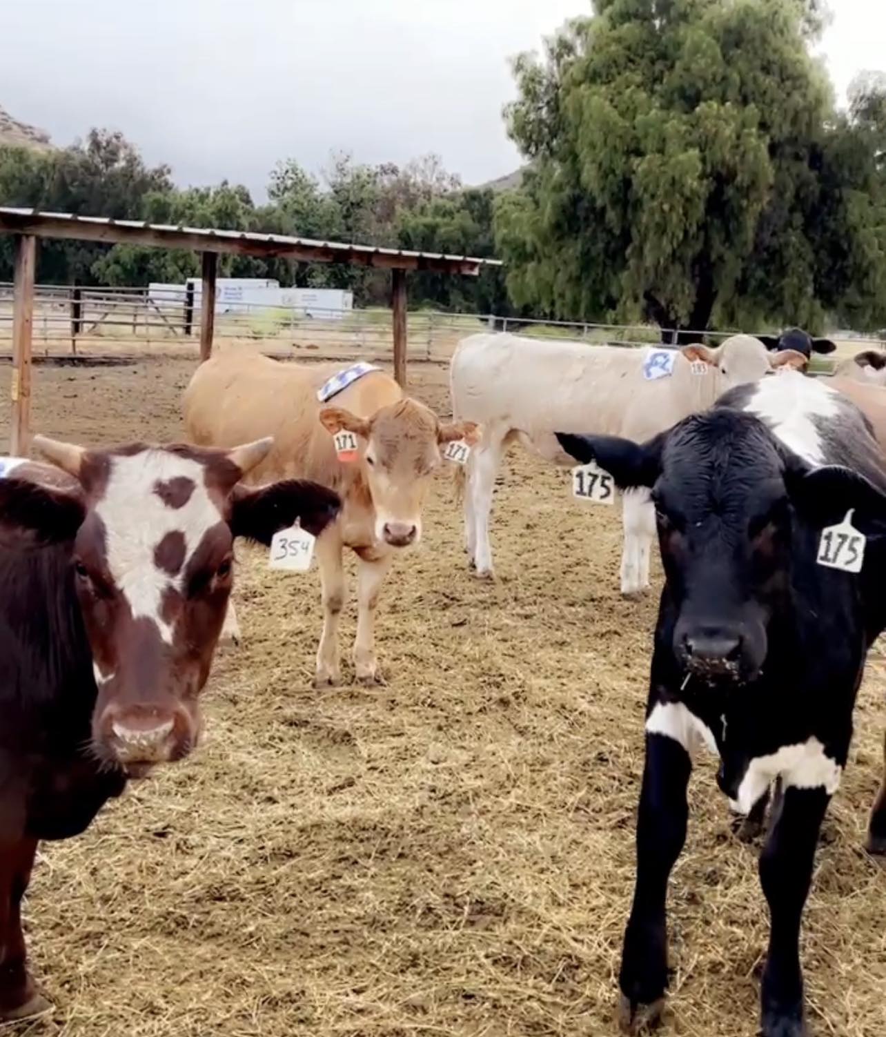 San Diego County Team Penning Association Lakeside Ca
