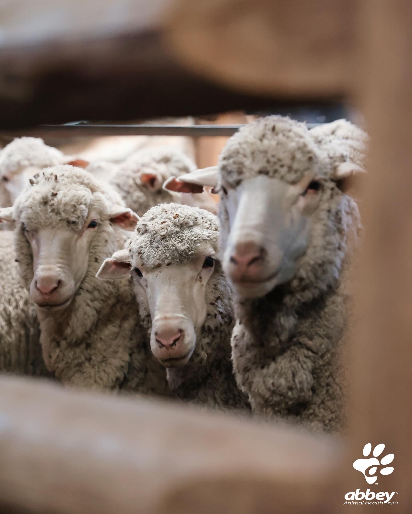 Abbey - Did you know? Sheep can recognise and remember dozens of sheep ...