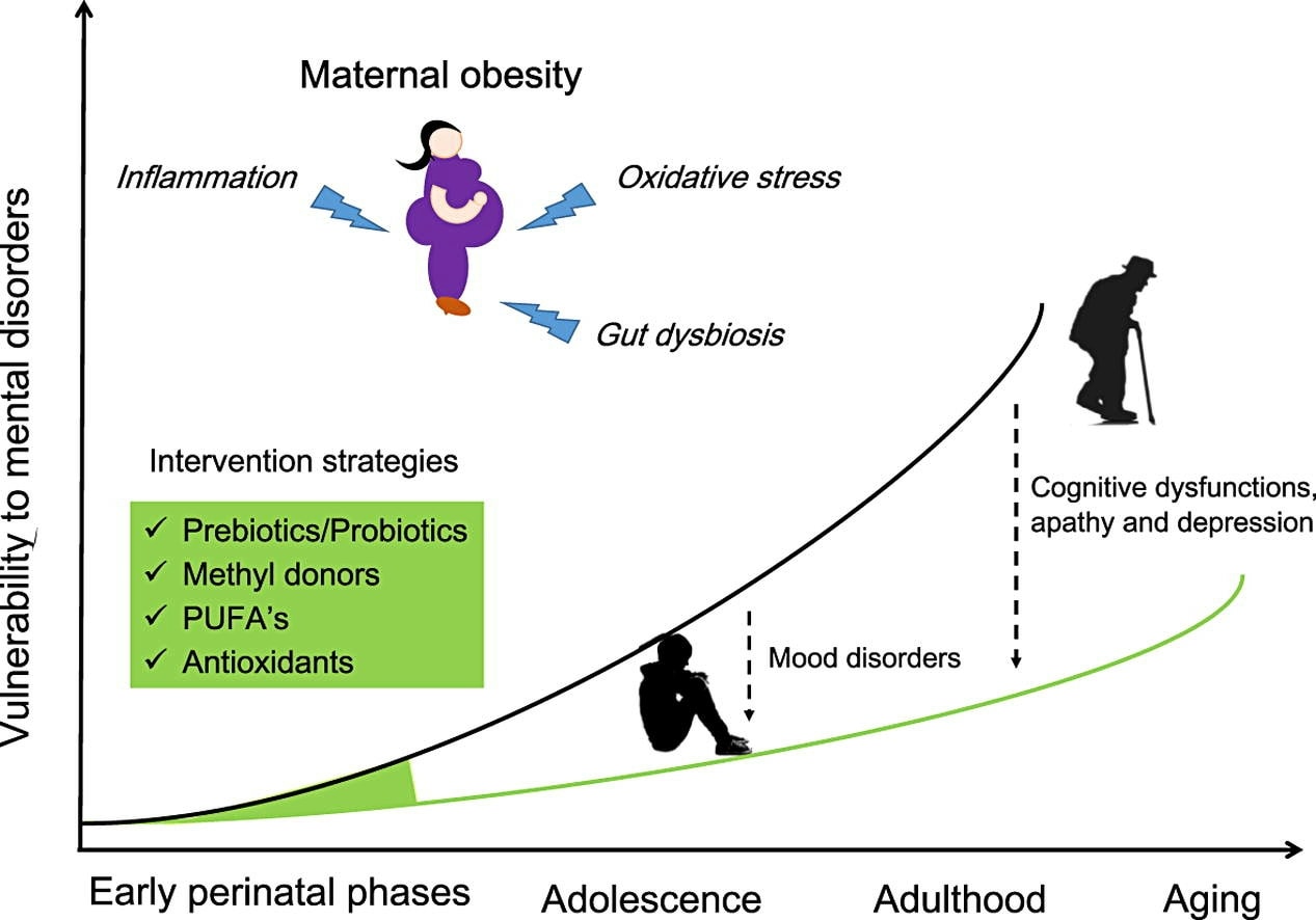 La Obesidad Materna Como Factor De Riesgo Para El Desarrollo Cerebral Y 2318