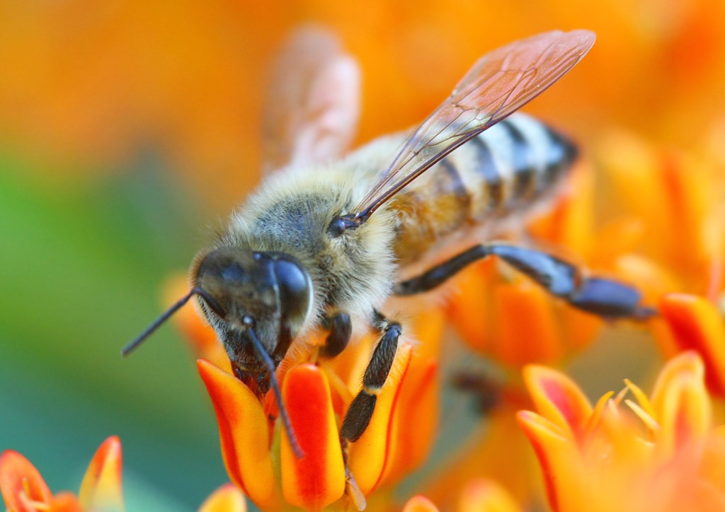 OWLS - Beetles, Bees, and Butterflies