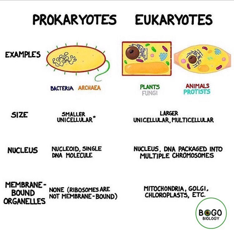 BOGObiology - Prokaryotes vs Eukaryotes! This handy chart...