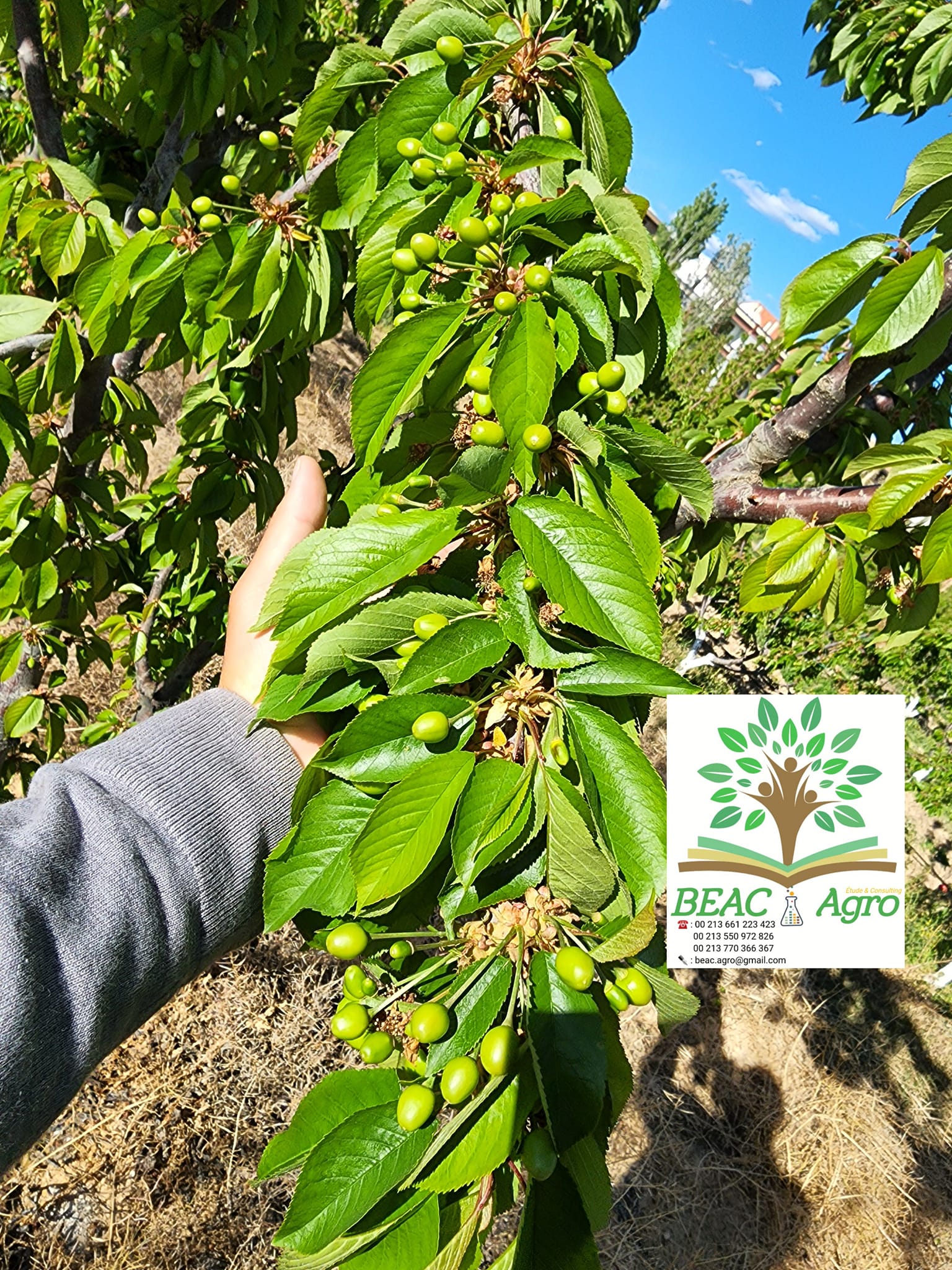 الكرز Beac Agro مكتب الدراسات و الاستشارات الفلاحية Facebook 0583