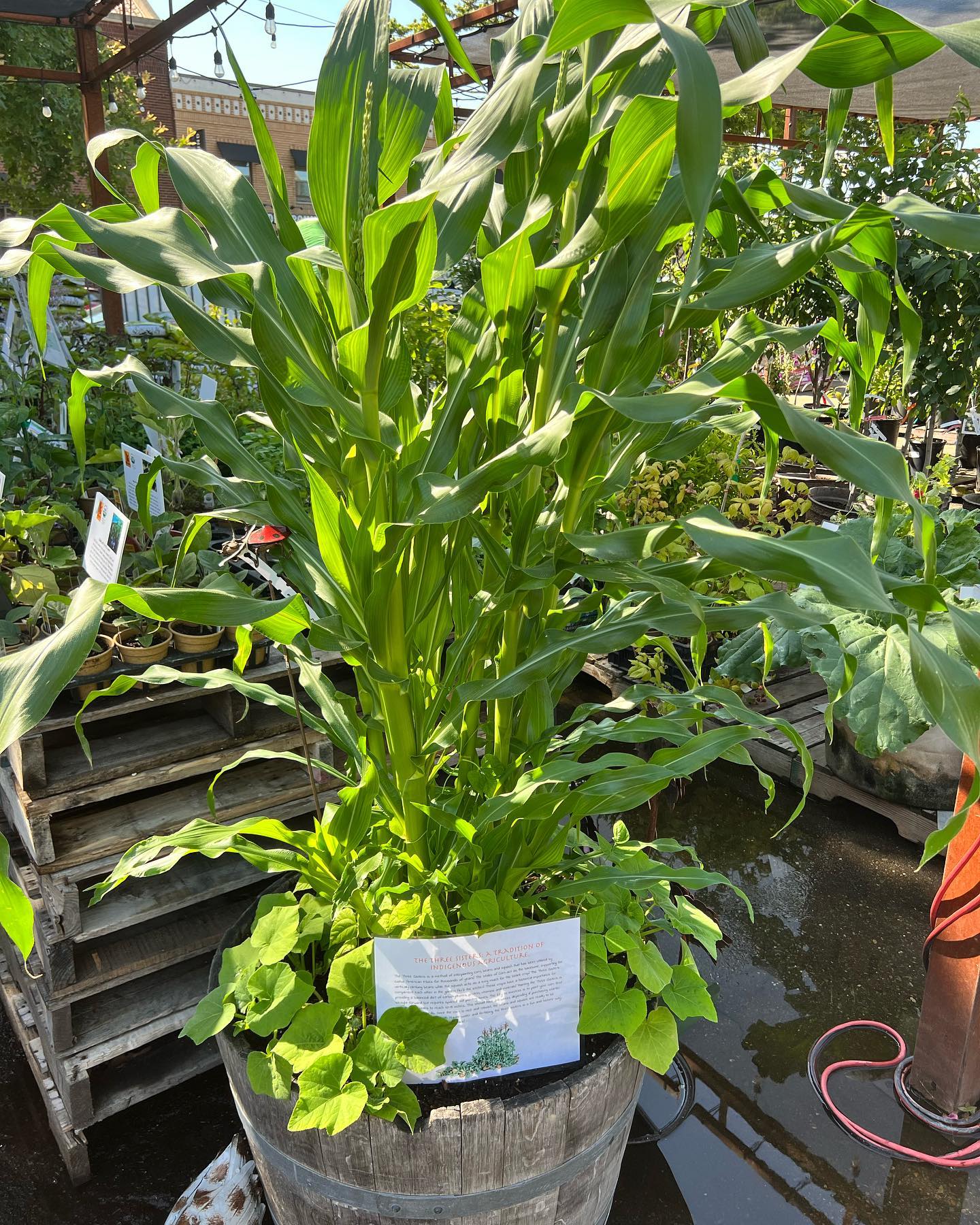 Three Sisters Garden In A Plant Foundry Nursery And Store
