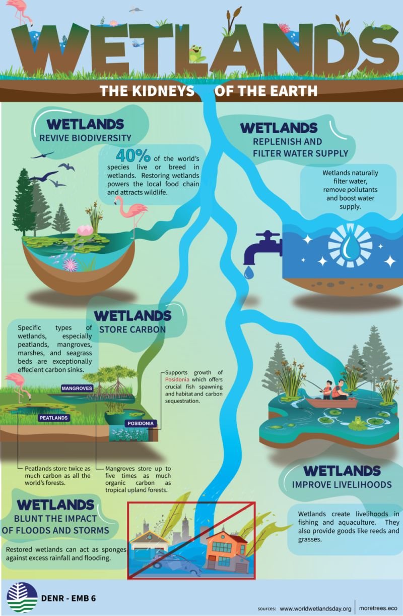 Selangor - 🌿 Wetlands: The Kidneys of the Earth 🌍 Wetlands play a vital ...