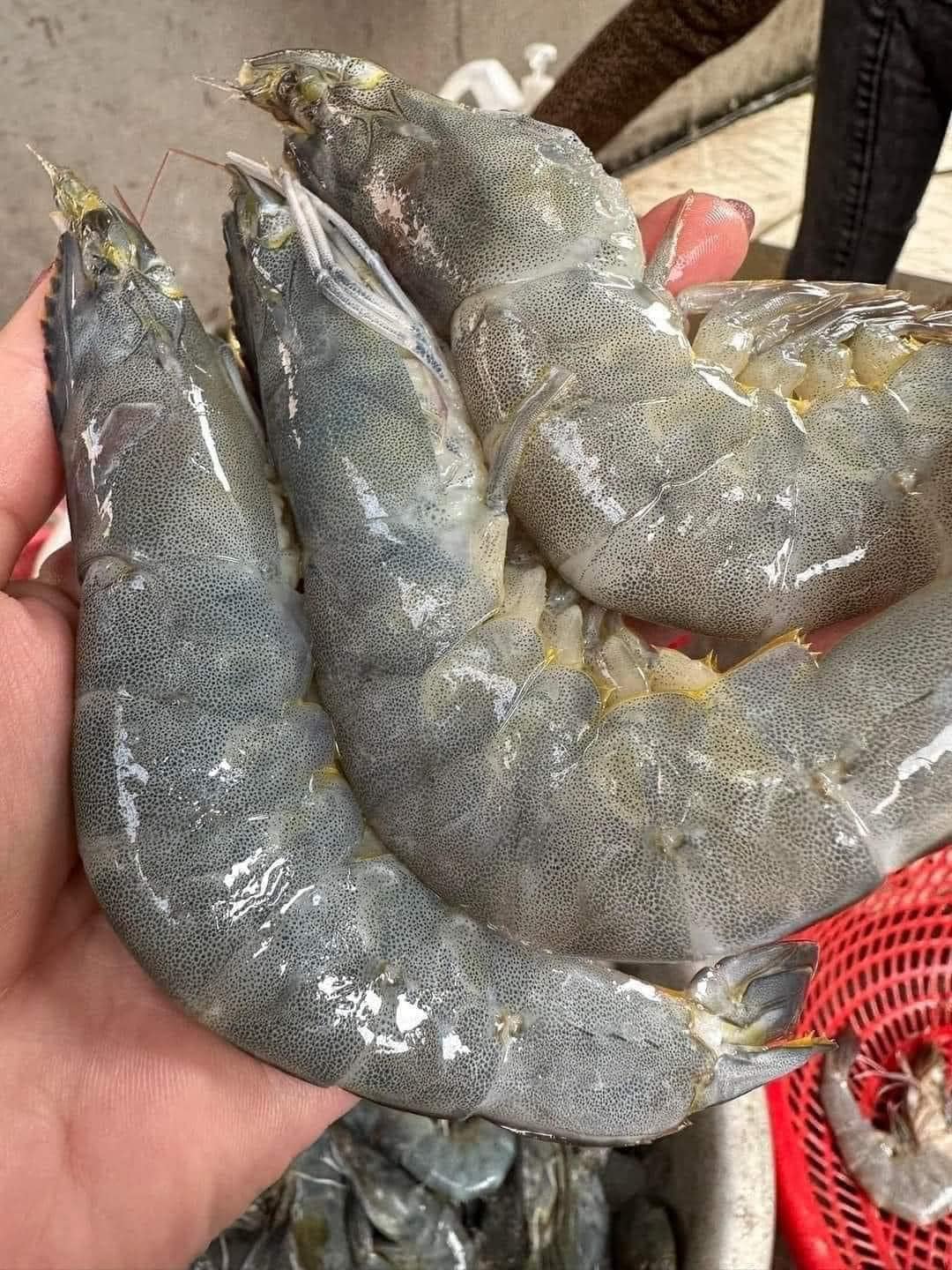 TÔm BẤy TÔm LỘt 🦐🦐 👉 👉 Sashimi King Tphcm Facebook