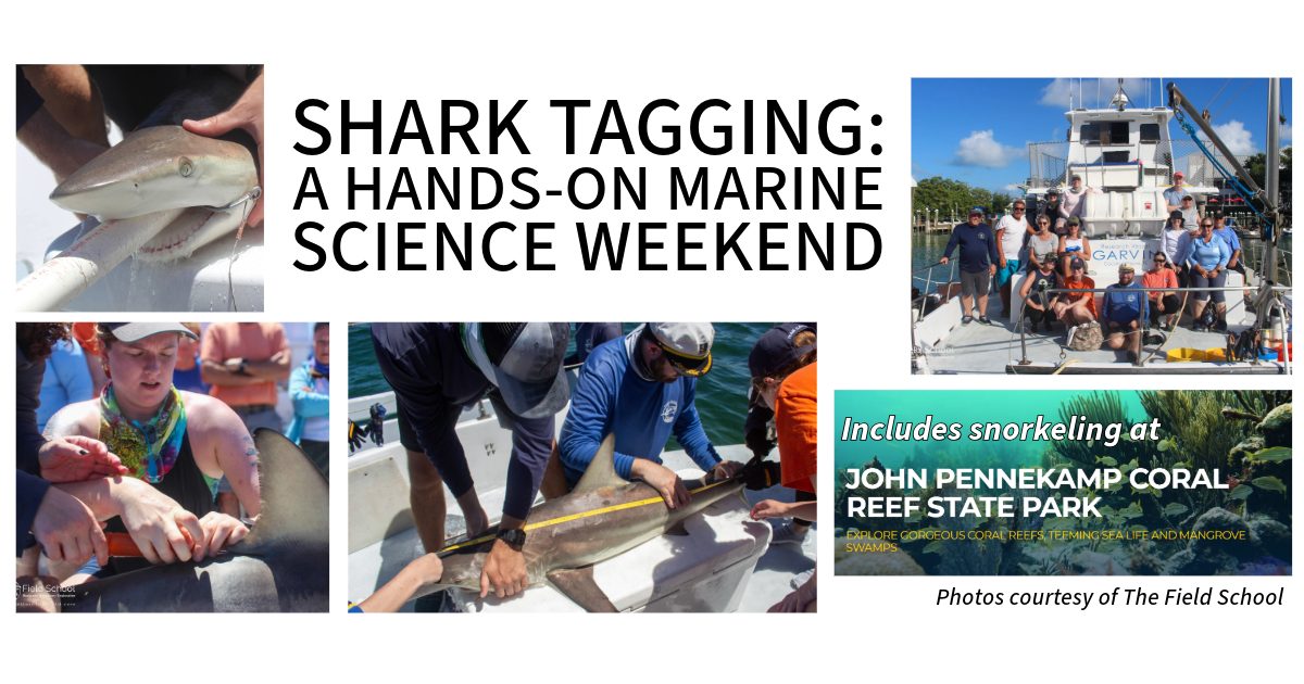 Shark Tagging: A Hands-On Marine Science Weekend