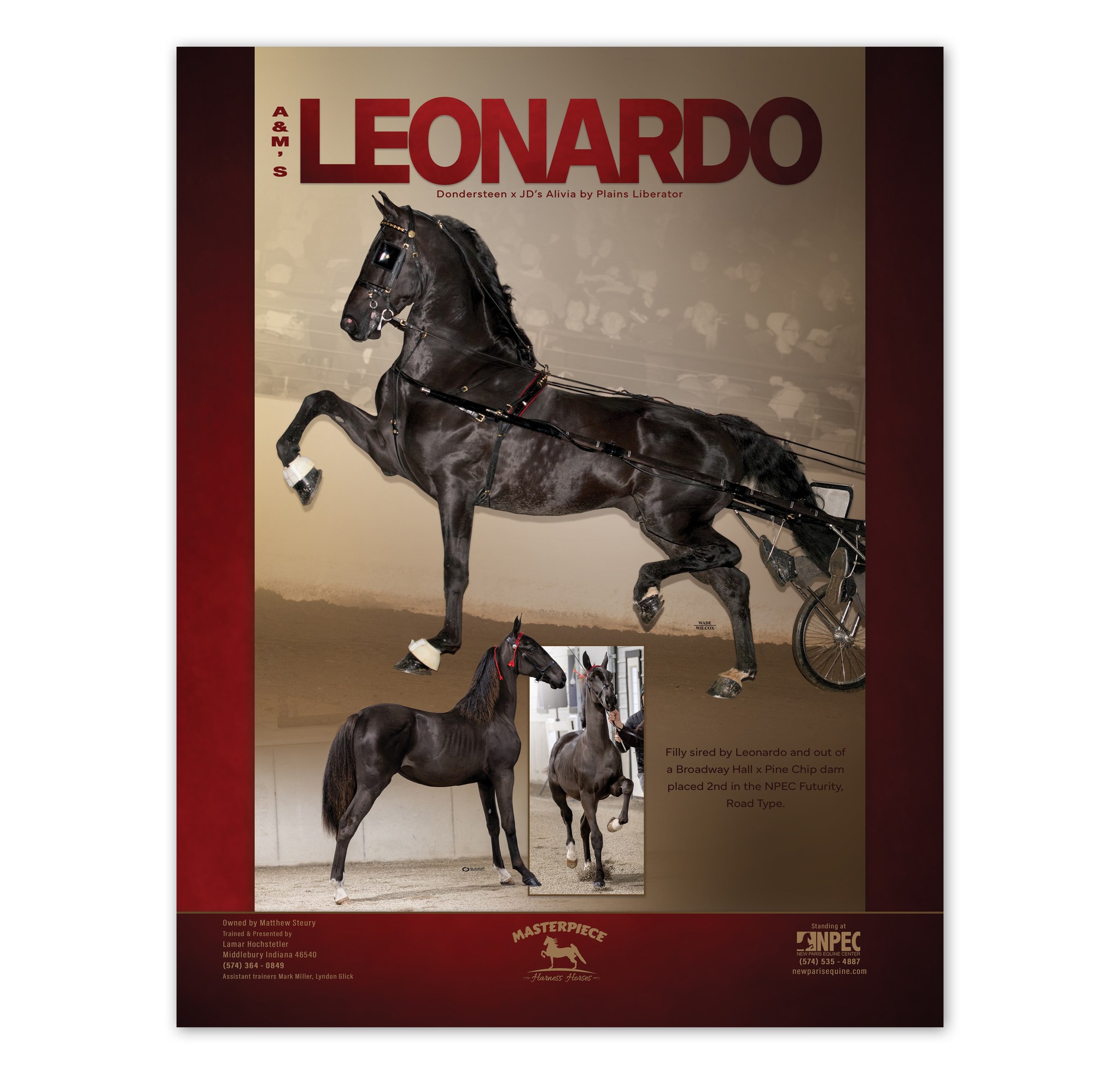 Summit - New ad design for the DHH Stallion, A&M's Leonardo. Leo is ...
