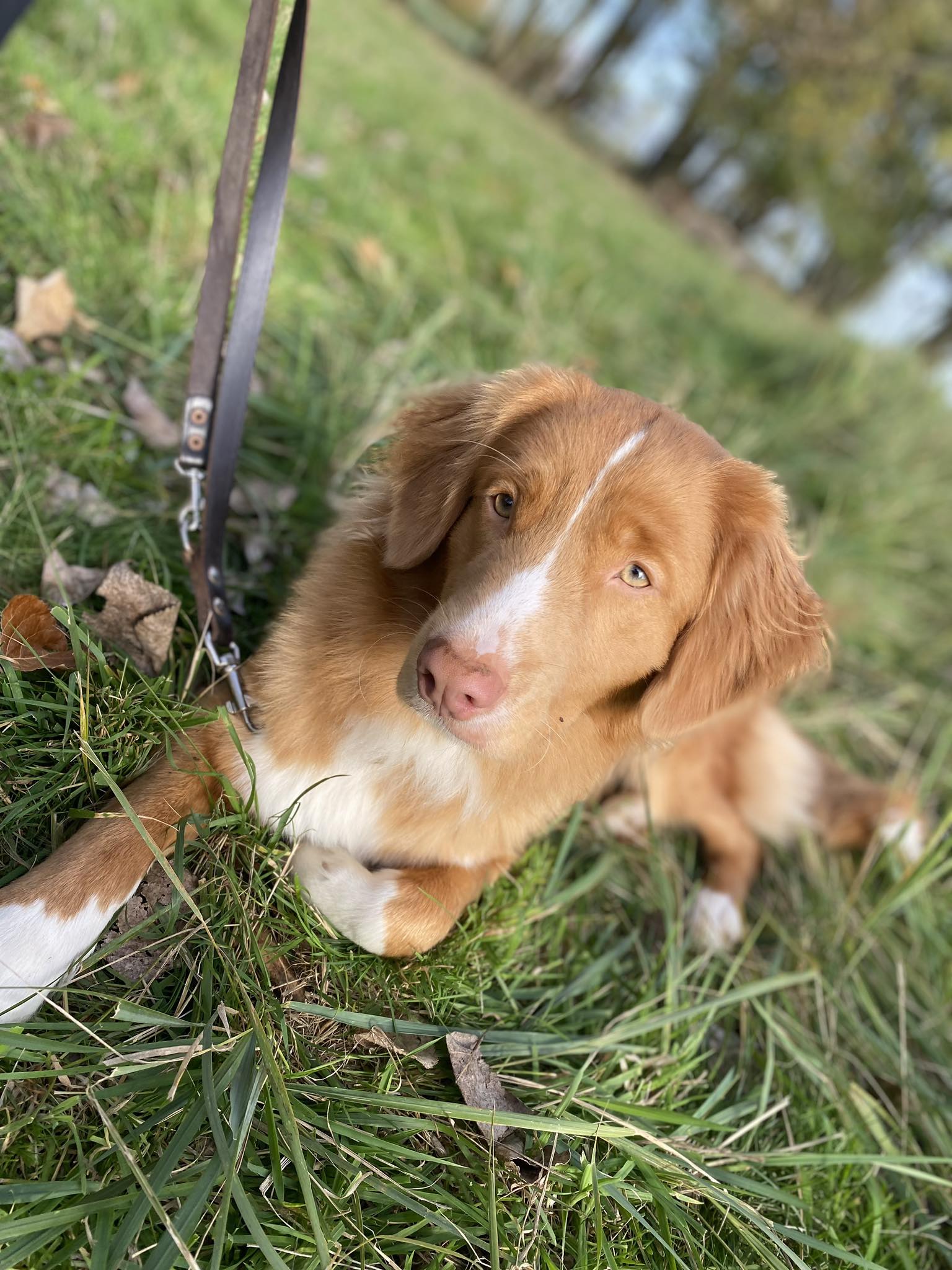 Sweet Belgiums Retriever De La Nouvelle Ecosse Bois De Villers